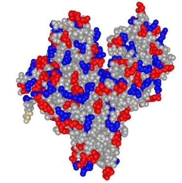 FITC-BSA 荧光标记牛血清白蛋白