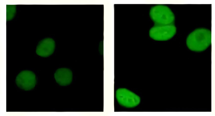 FITC-Protein G异硫氰酸荧光素标记链球菌蛋白G